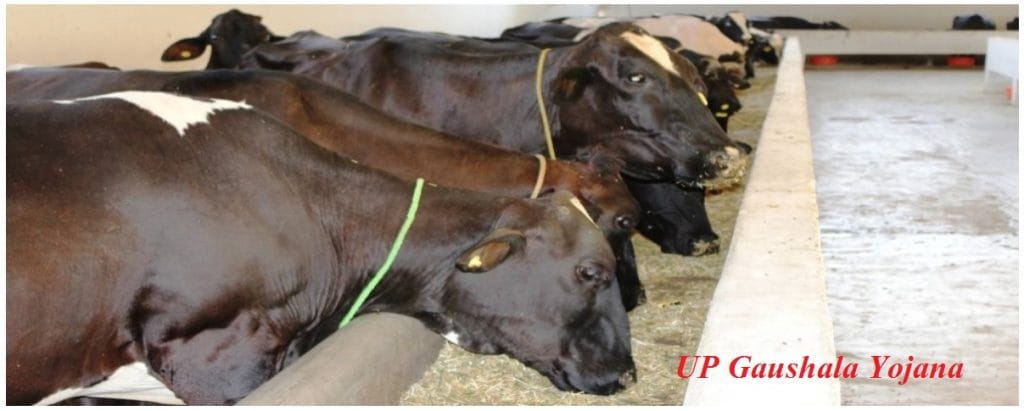 UP Gaushala Yojana 2025 Registration Form उत्तर प्रदेश प्रादेशिक गोशाला
