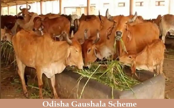 Odisha Gaushala Scheme 2025