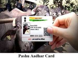 Pashu Aadhar Card 2024 Apply Online